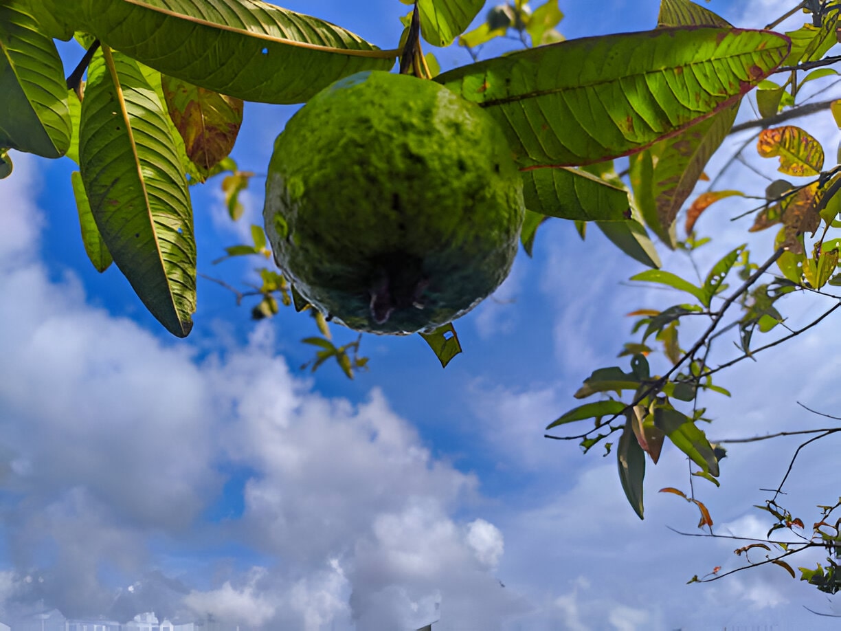 Fruit en G : liste complète